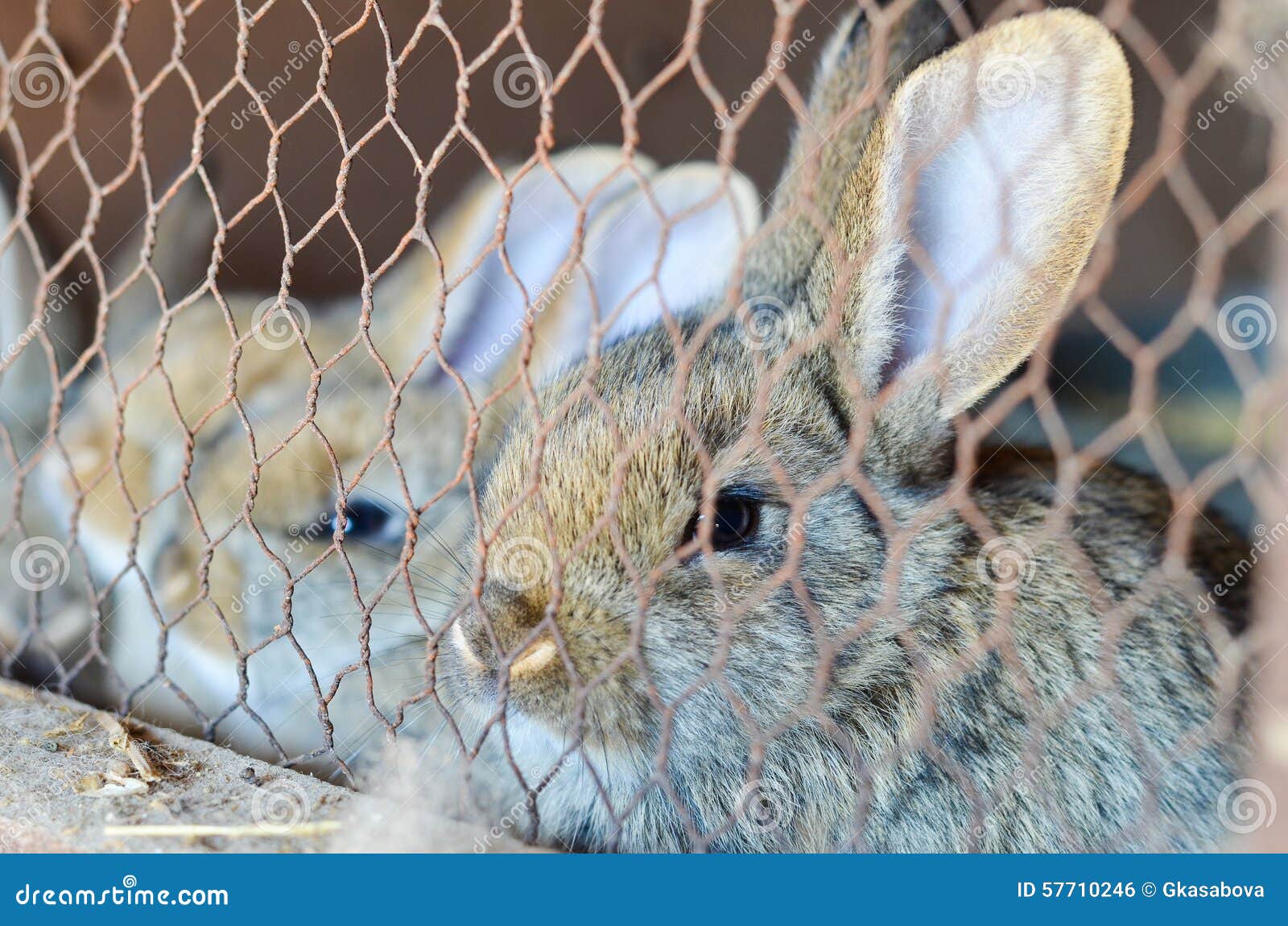 Rabbits in a cage stock photo. Image of bunny, clean - 57710246