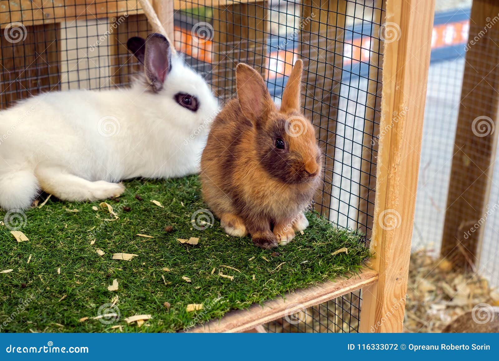 Rabbits in the cage stock photo. Image of hare, animal - 116333072
