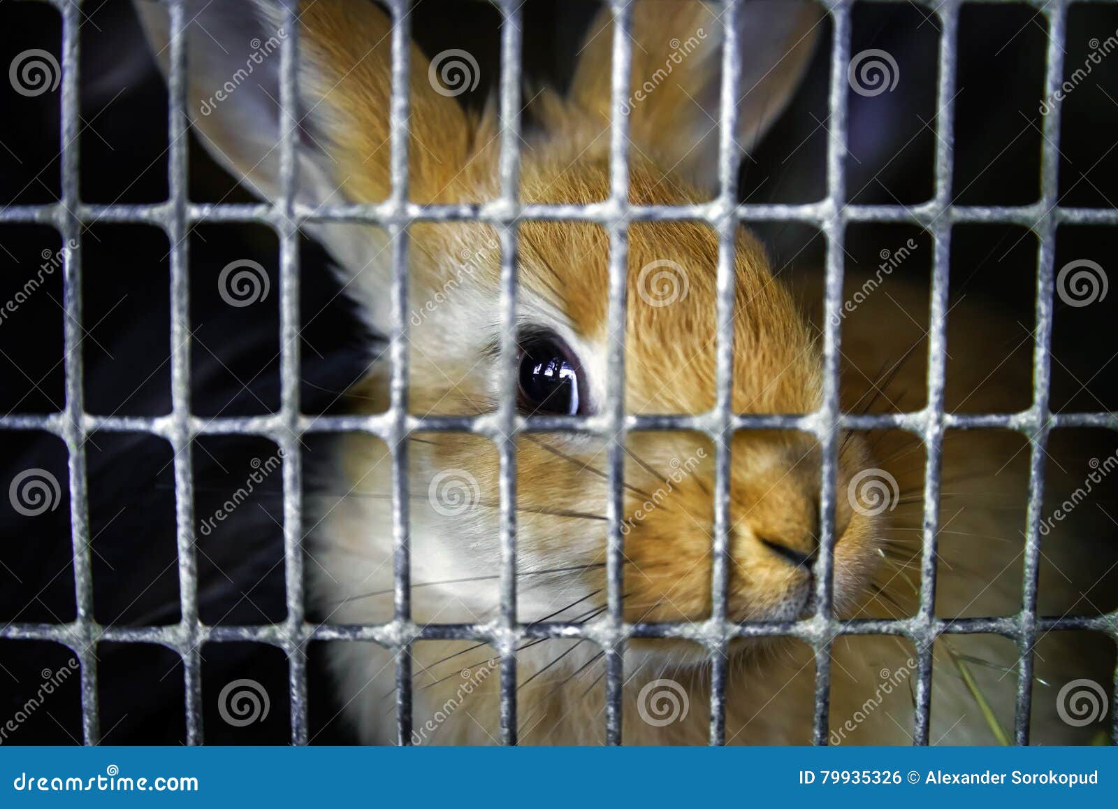 Rabbits in the Cage on Countryside Farm Stock Photo - Image of baby ...