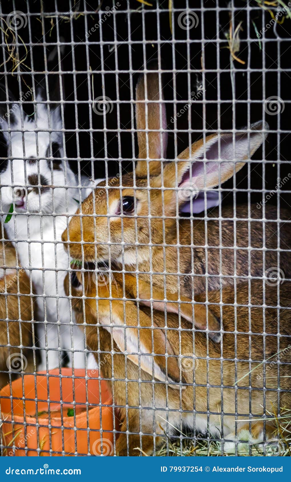 Rabbits in the Cage on Countryside Farm Stock Photo - Image of bunny ...