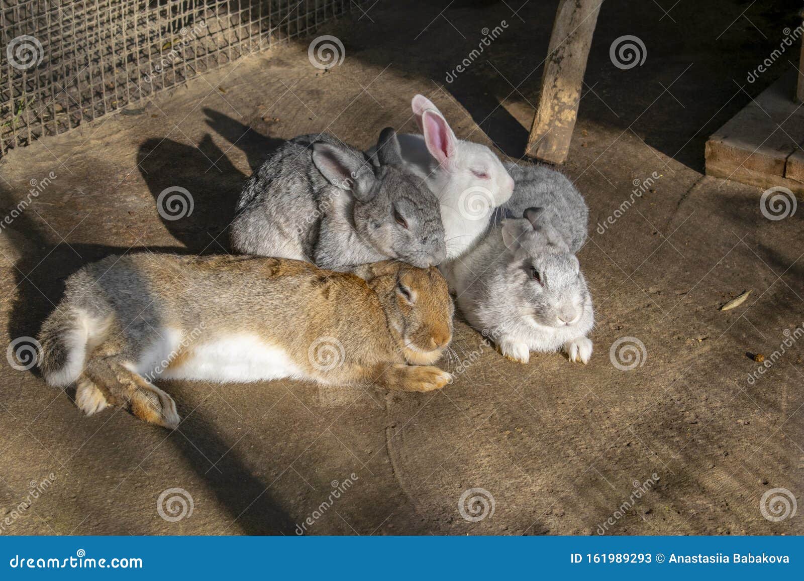 Rabbits in a Cage. Group of Rabbit in Farm Cage or Hutch. Breeding ...