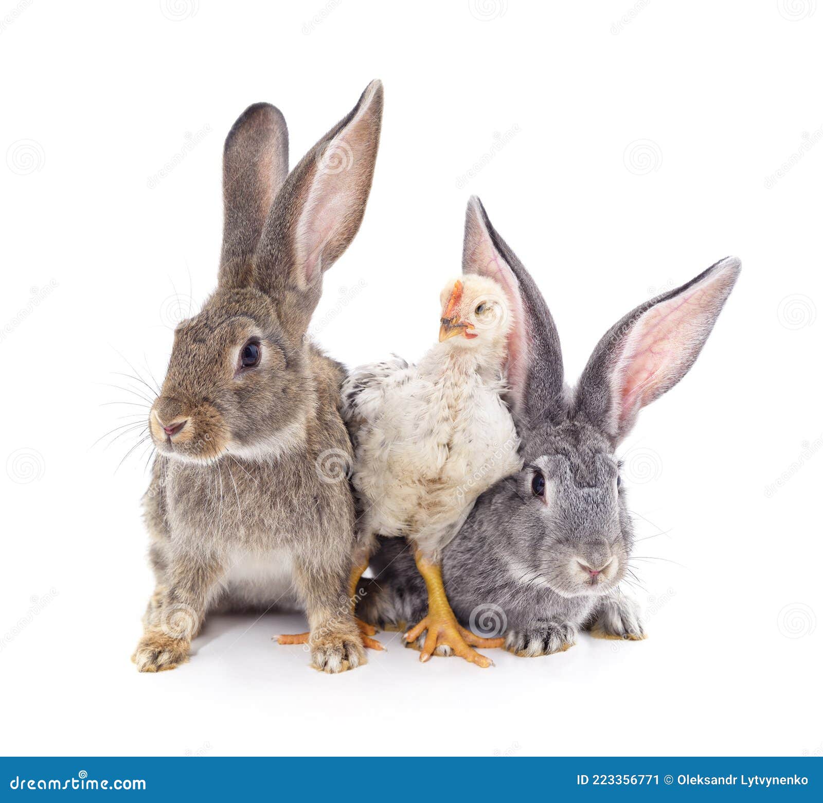 Rabbits and chicken stock image. Image of animal, poultry - 223356771