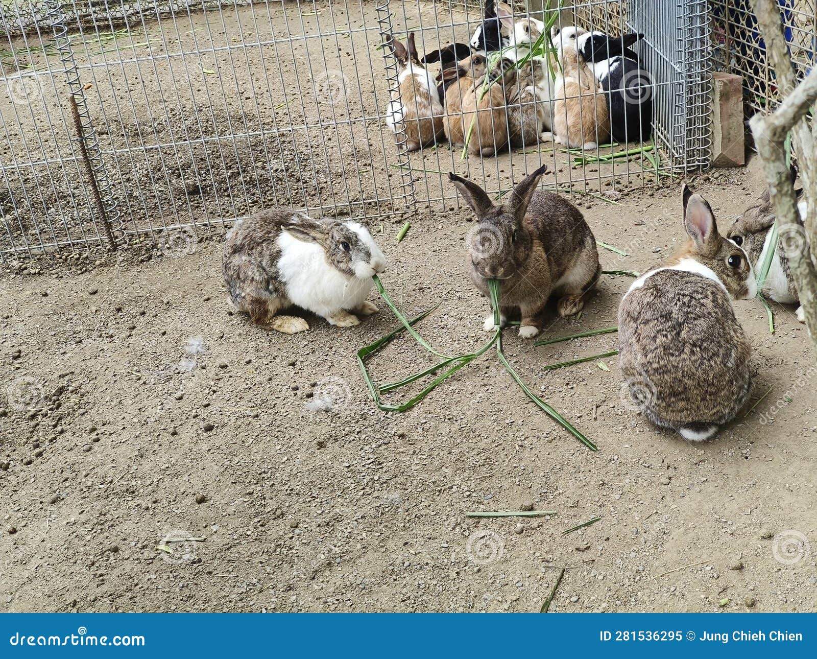 Rabbits at Chulu Ranch in Beinan Township Stock Image - Image of ...