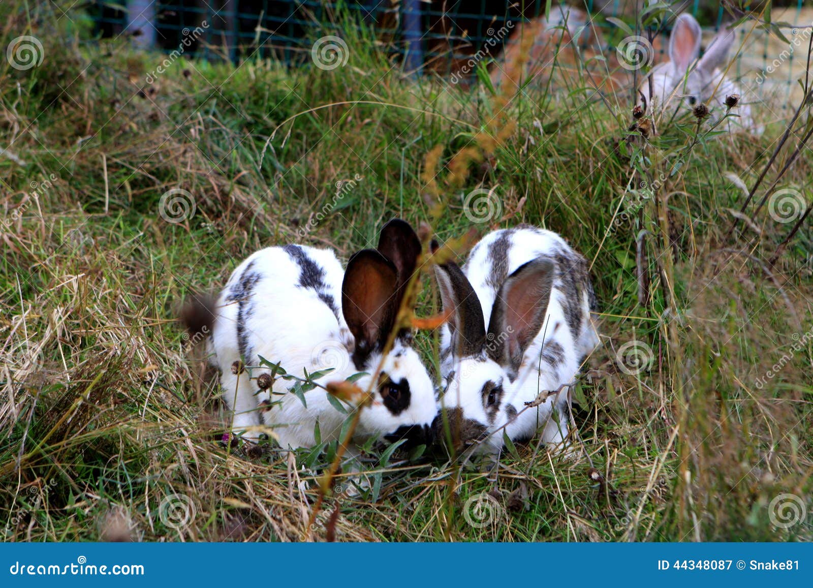 Rabbits stock image. Image of hare, couple, cute, rabbits - 44348087