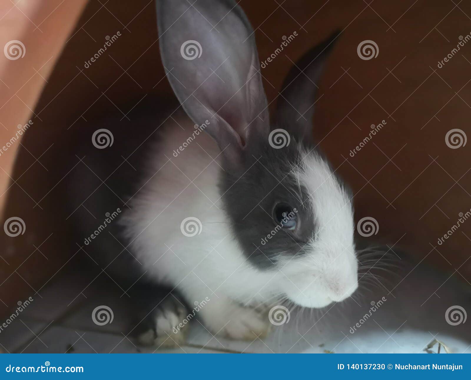Rabbits are cute. stock photo. Image of cute, animals - 140137230