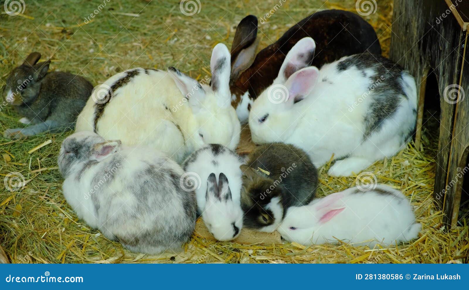 Rabbits of Different Ages and Colors Eat Bread on the Farm Stock ...