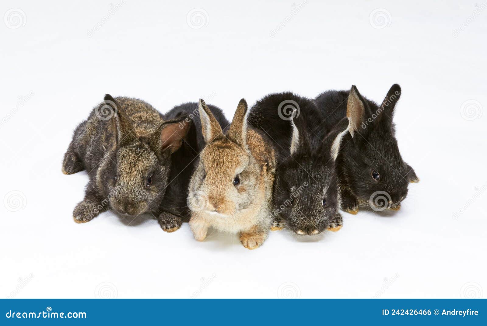 Rabbits of Different Colors on a White Background Stock Photo - Image ...