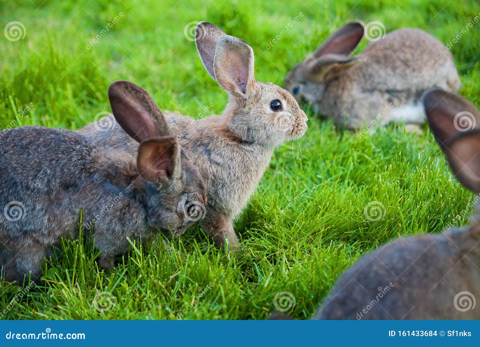 Rabbits Eat the Grass in Garden Stock Photo - Image of grass, mammal ...