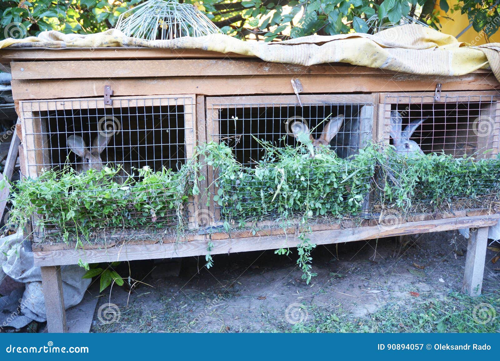 Rabbits Eat Green Grass. Rabbit Cage. Feeding Rabbits. Stock Image ...