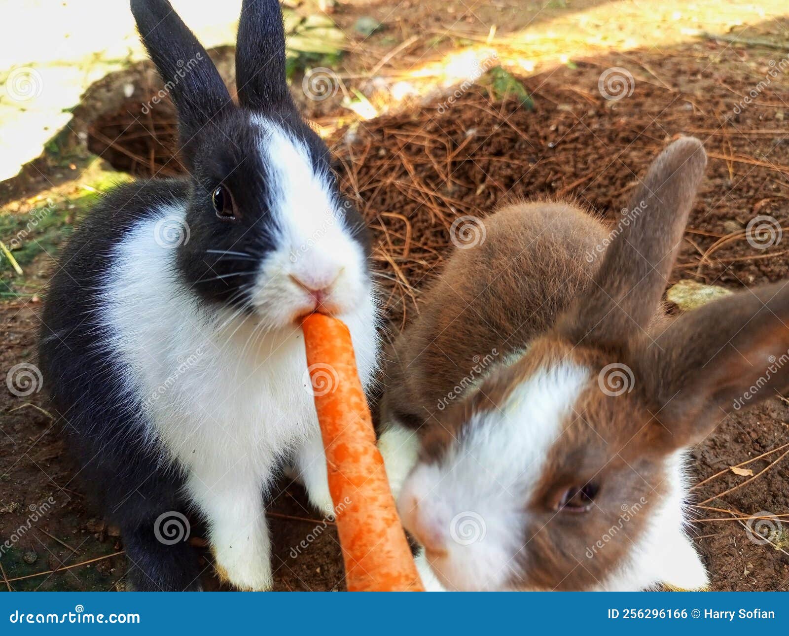 Two Black Baby Rabbits Carrot Stock Photos - Free & Royalty-Free Stock ...