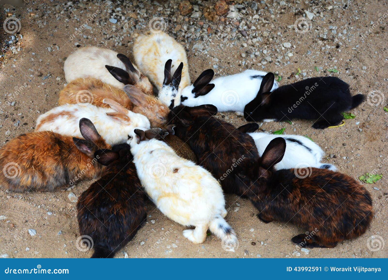 Rabbits eating stock image. Image of rabbits, rabbit - 43992591