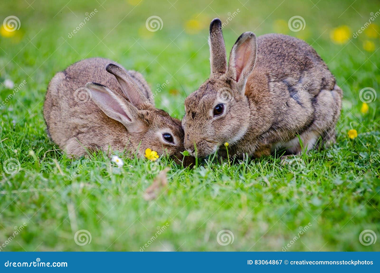 2 Rabbits Eating Grass At Daytime Picture. Image: 83064867