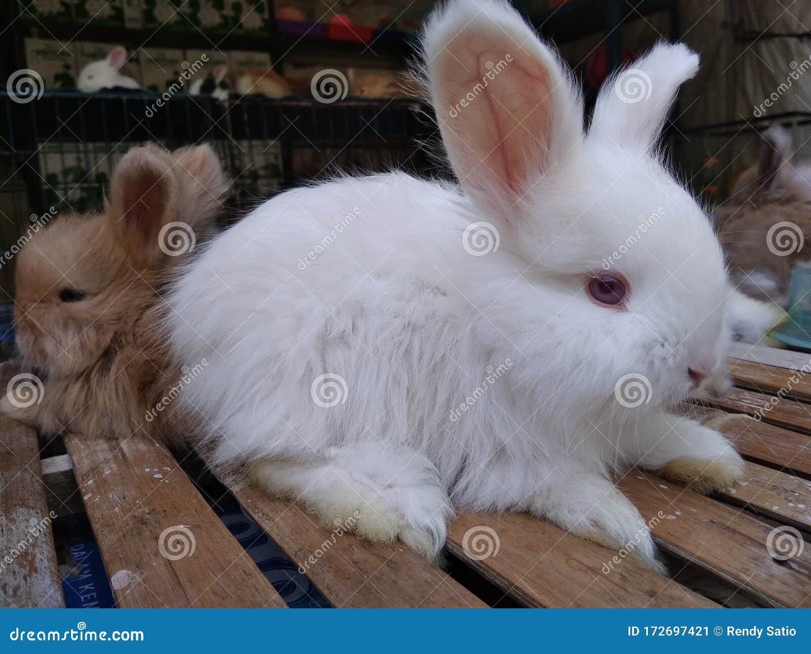 Rabbits at exhibition stock image. Image of exhibition - 172697421