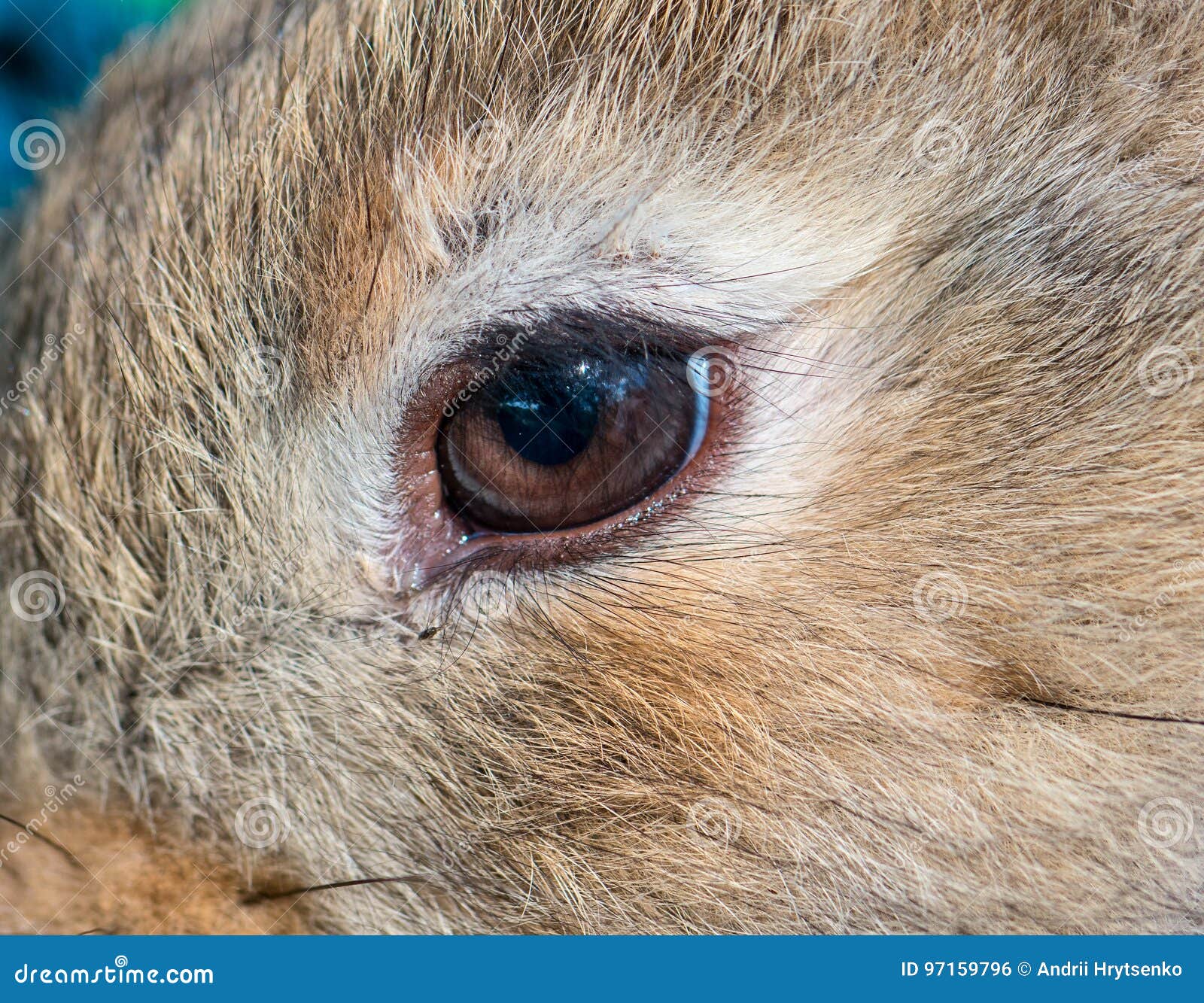 Rabbits eye closeup stock photo. Image of holiday, closeup - 97159796