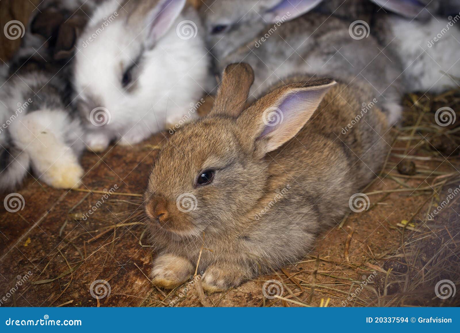 Rabbits family stock photo. Image of seasonal, farm, offspring - 20337594