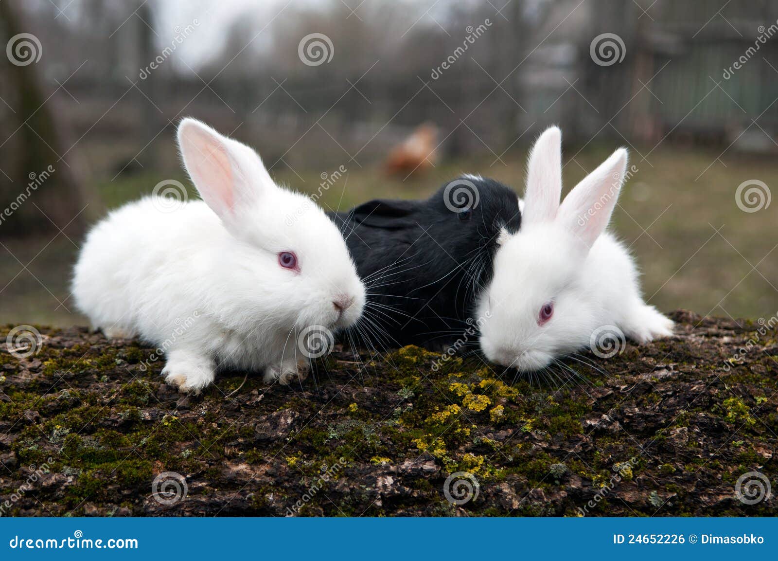 Rabbits on the farm stock photo. Image of domestic, animal - 24652226