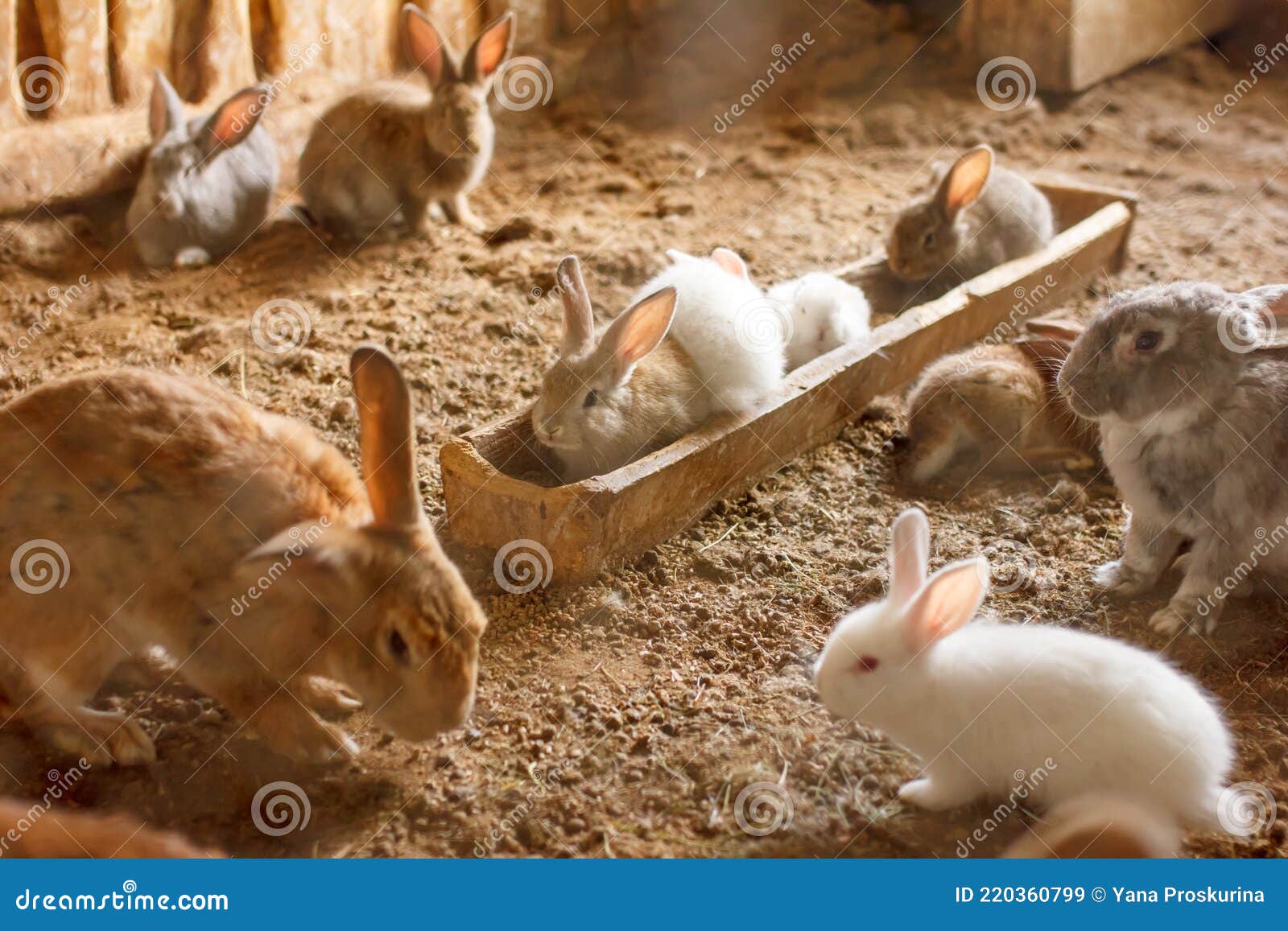 Rabbits on the Farm in the Aviary Stock Image - Image of farm, animal ...