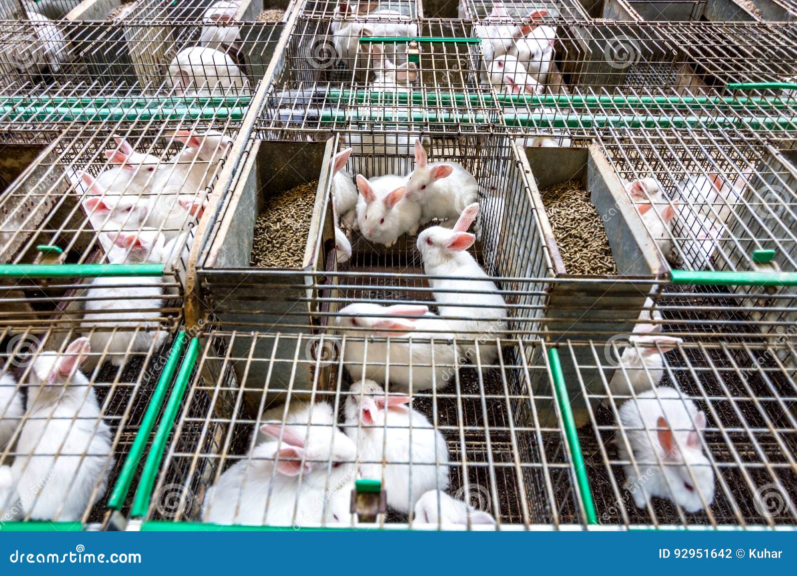 Rabbits on the farm stock photo. Image of breed, young - 92951642