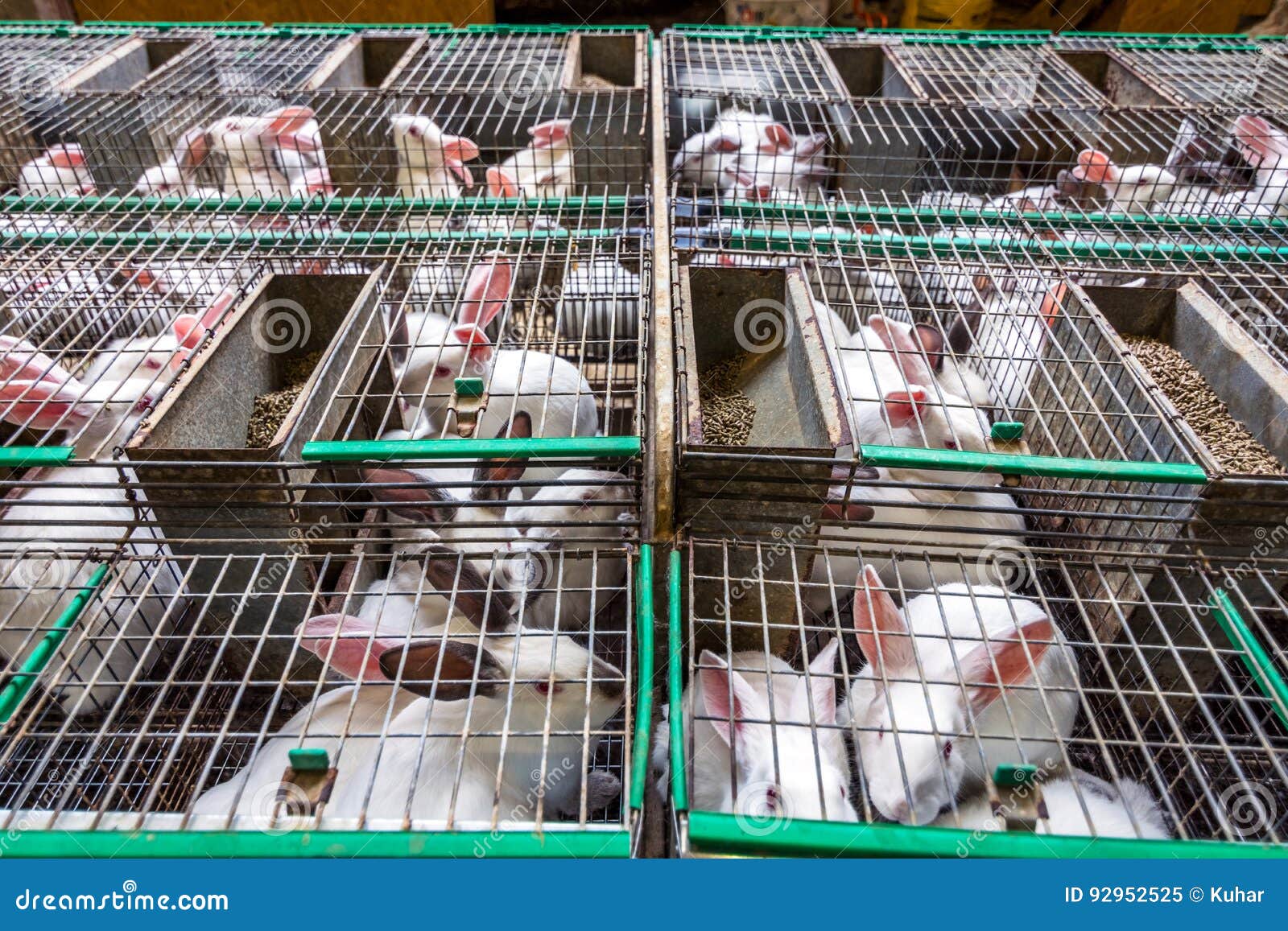 Rabbits on the farm stock image. Image of easter, young - 92952525