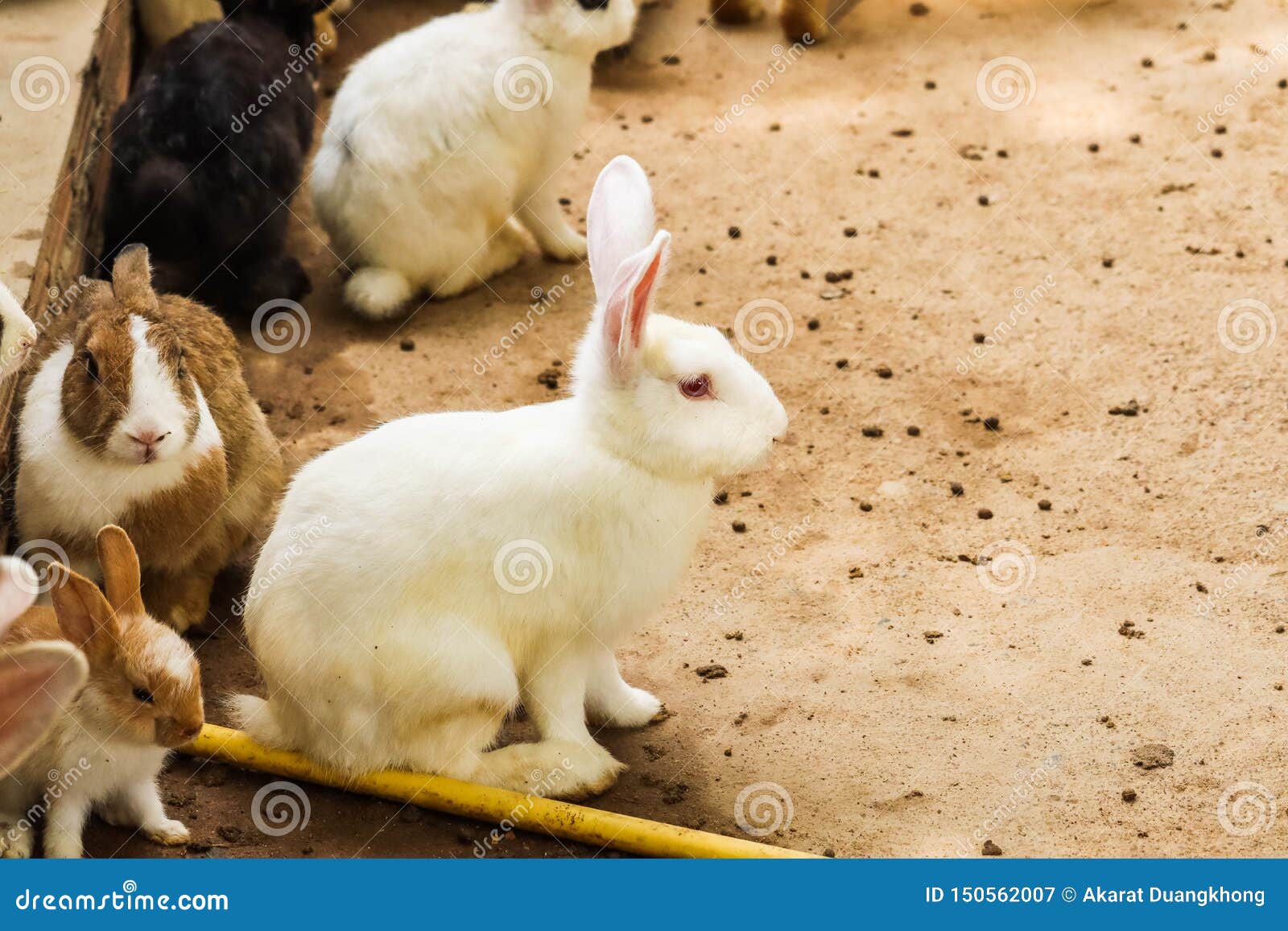 Rabbits in the farm stock image. Image of brown, elegant - 150562007