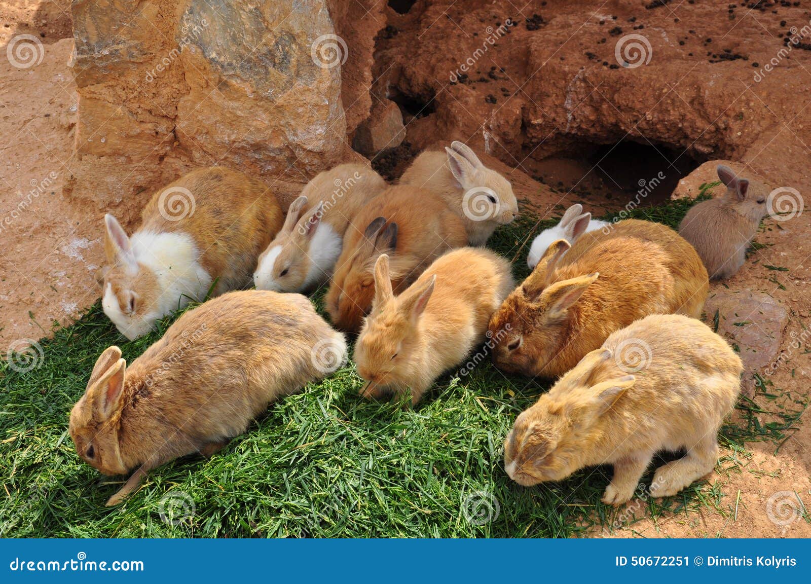 Rabbits Feeding on Grass and Rabbit Hole Stock Image - Image of ...