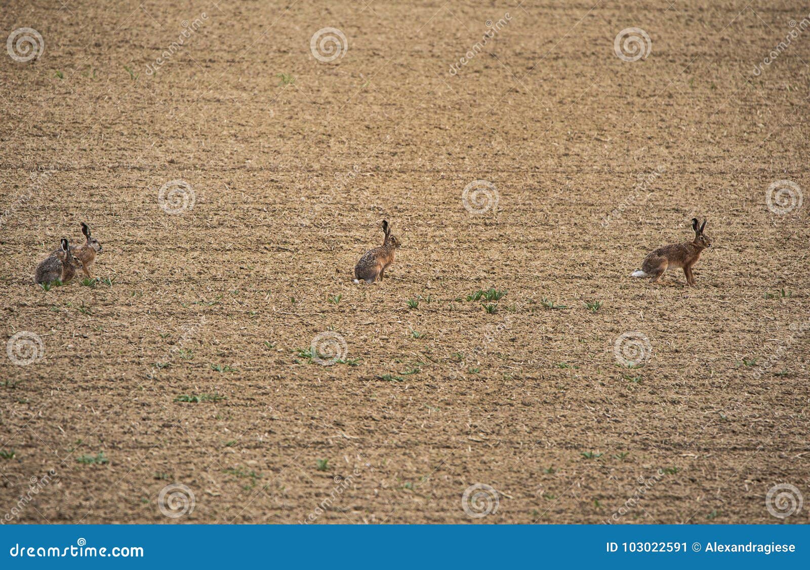 Rabbits on the field stock image. Image of farmland - 103022591