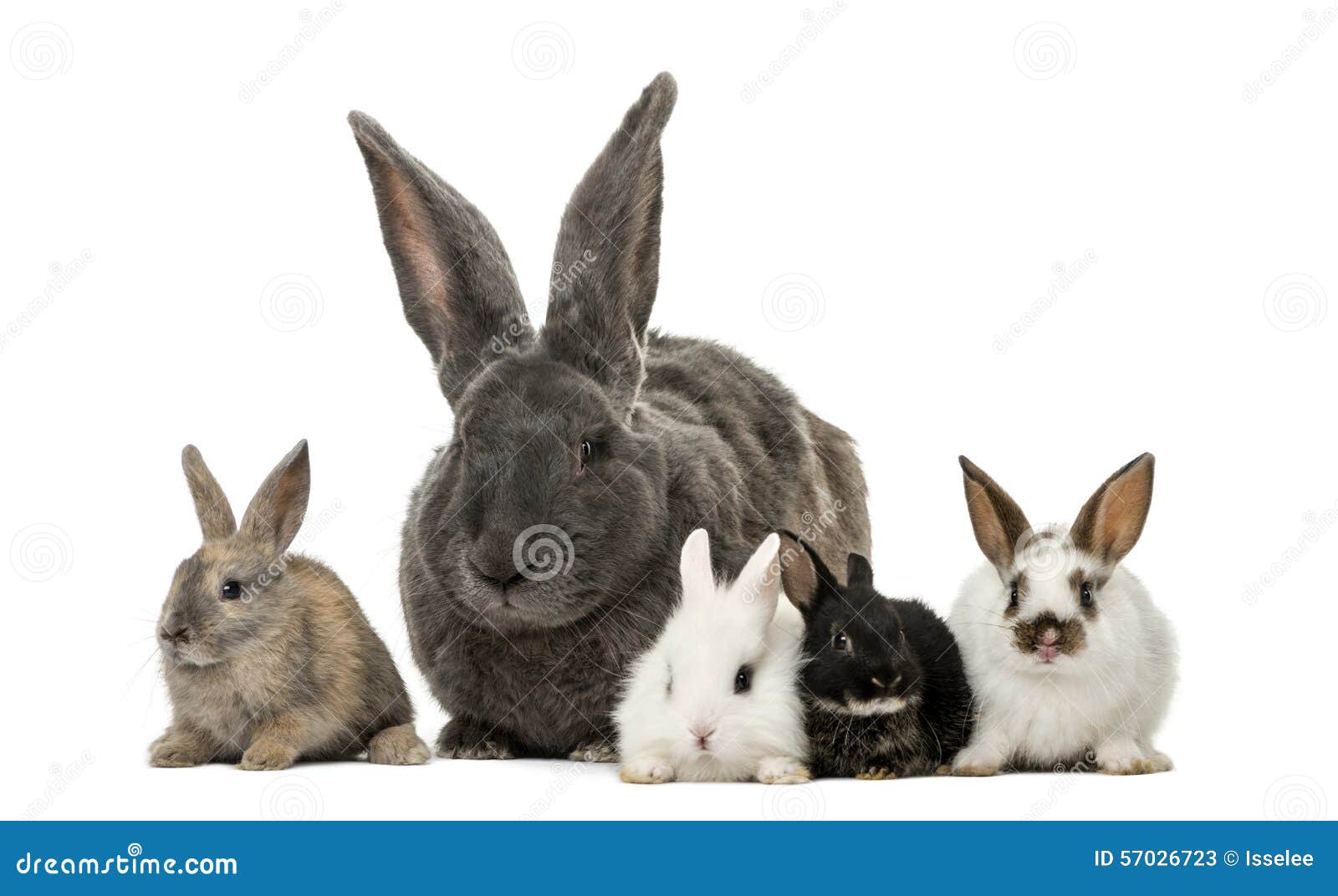 Two Rabbits Stock Photography | CartoonDealer.com #2031170