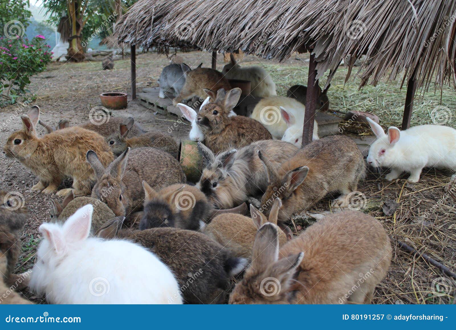 Rabbits and the gang stock image. Image of lamb, travel - 80191257