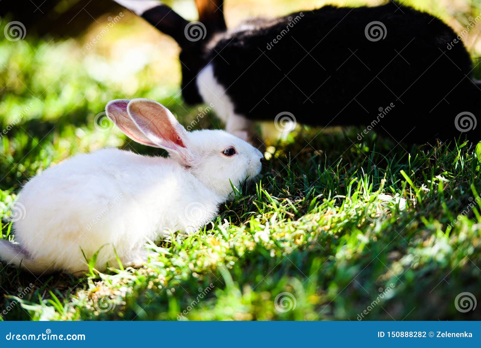 Rabbits in the Garden. Fluffy Bunny on Green Grass, Spring Time Stock ...