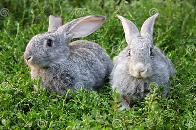 Rabbits in grass stock photo. Image of fauna, natural - 16158926
