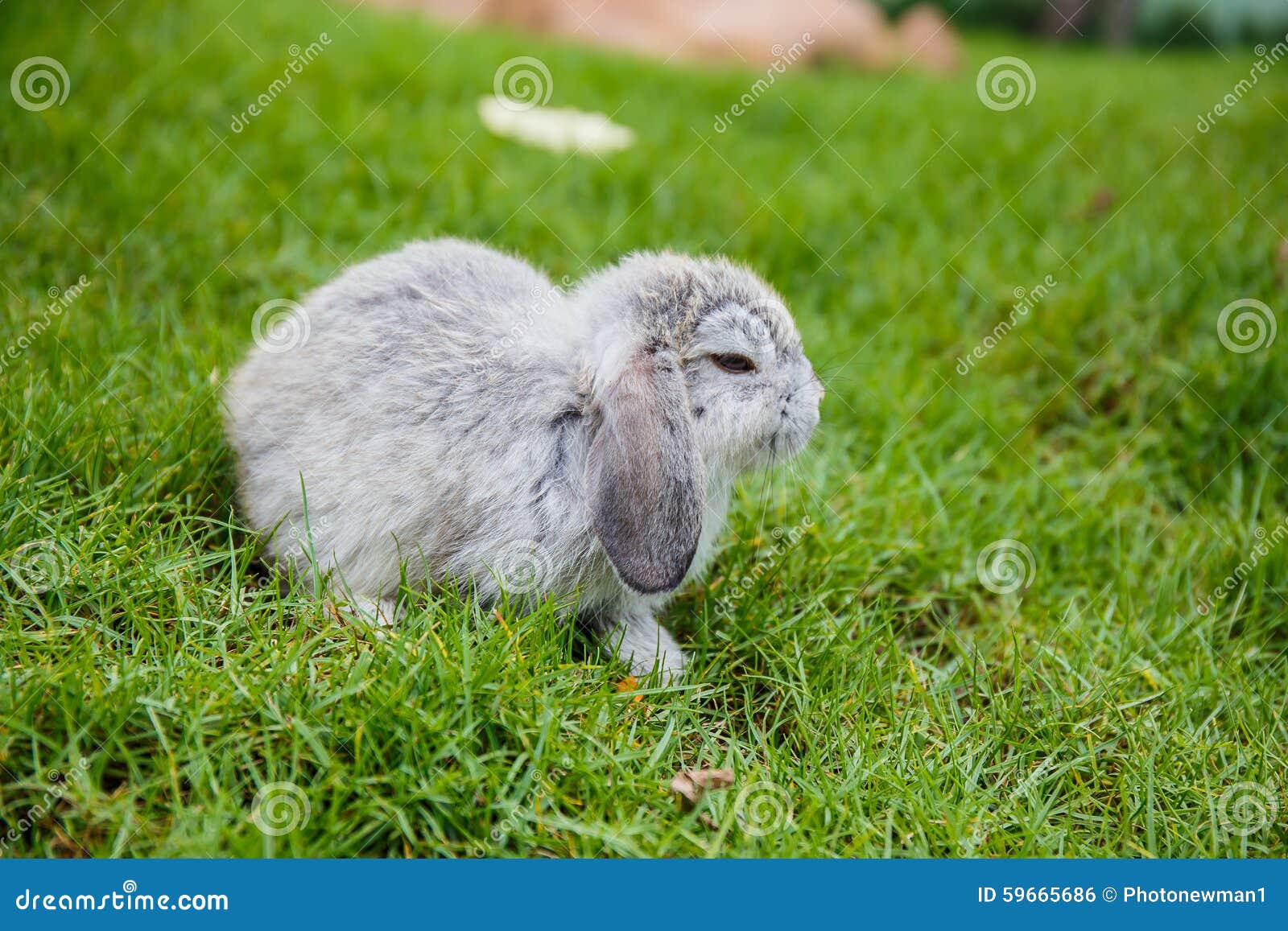 Rabbits in the grass stock photo. Image of spring, white - 59665686