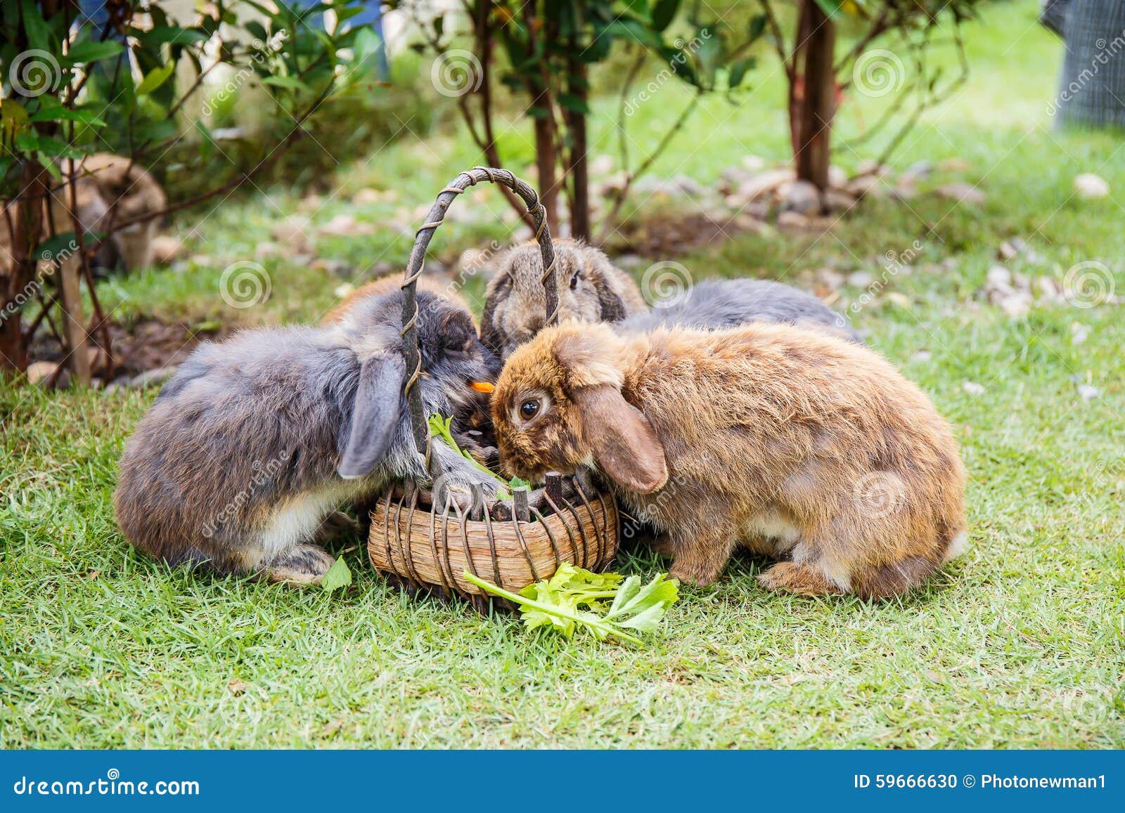 Rabbits in the grass stock photo. Image of farm, grass - 59666630