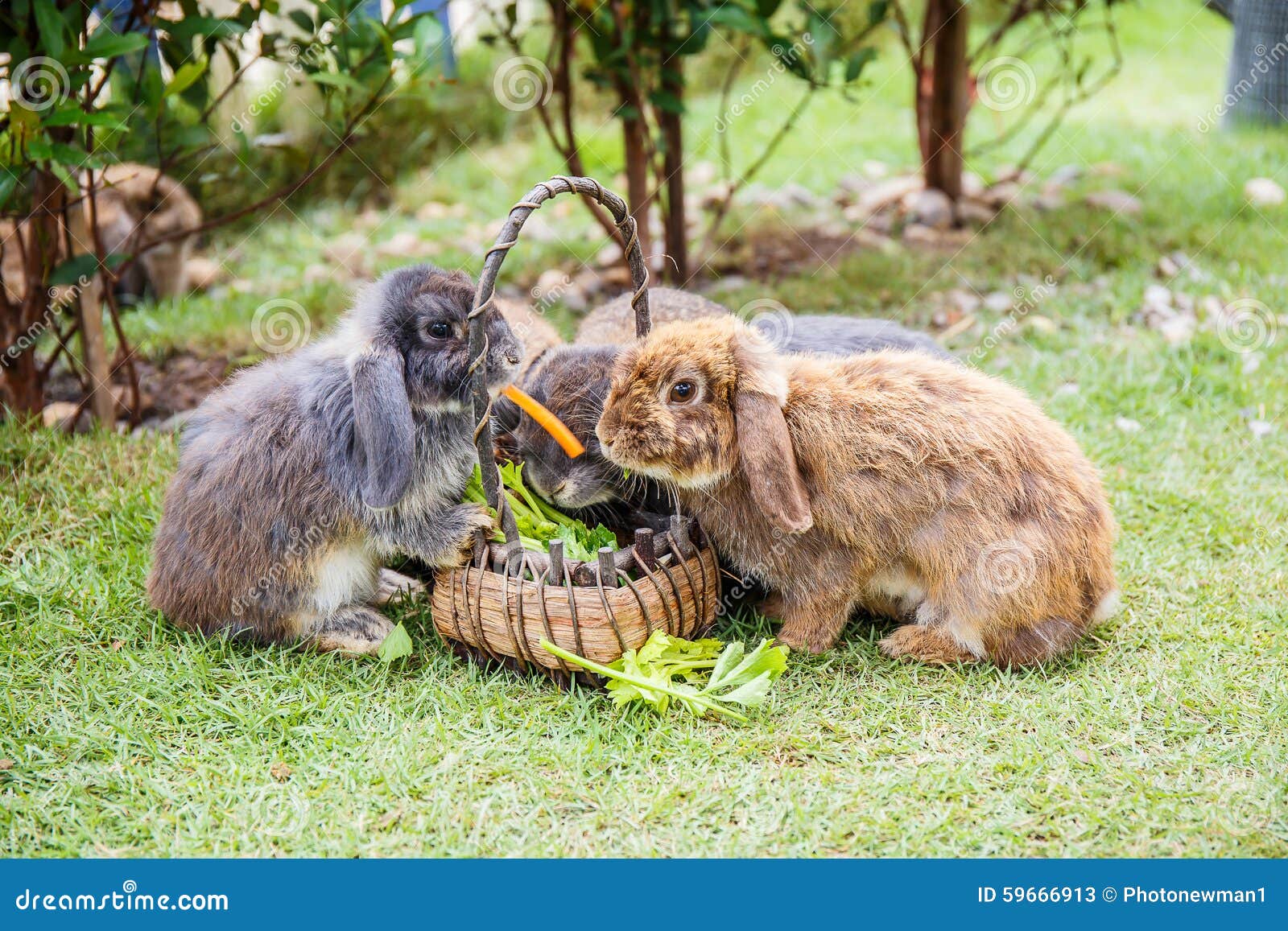 Rabbits in the grass stock image. Image of animal, brown - 59666913
