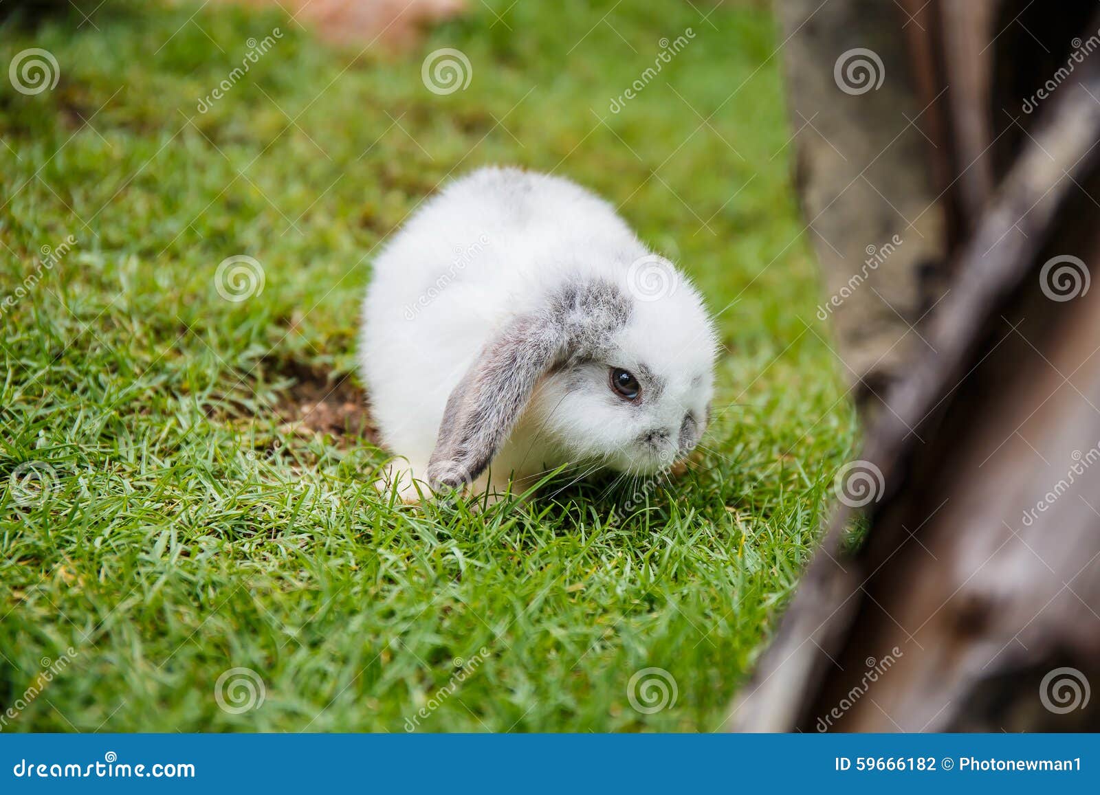 Rabbits in the Grass at Garden Stock Photo - Image of baby, green: 59666182