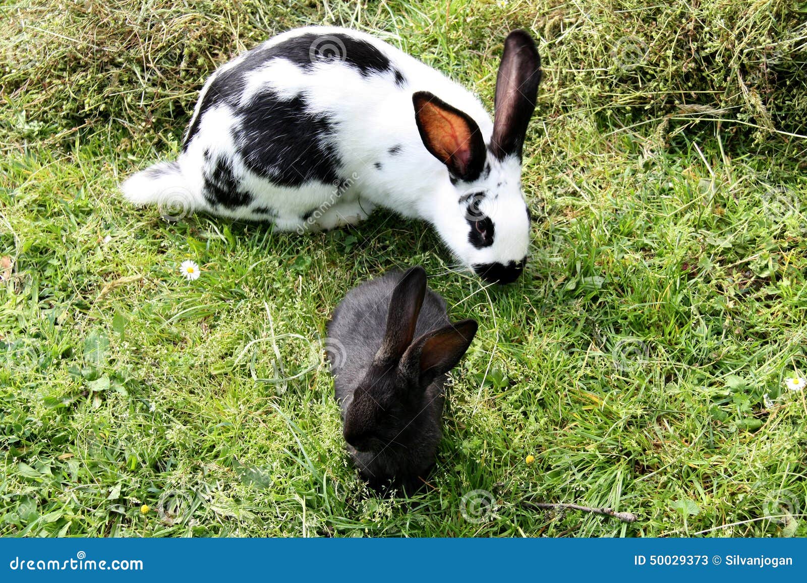 Rabbits on grass stock image. Image of black, food, resting - 50029373
