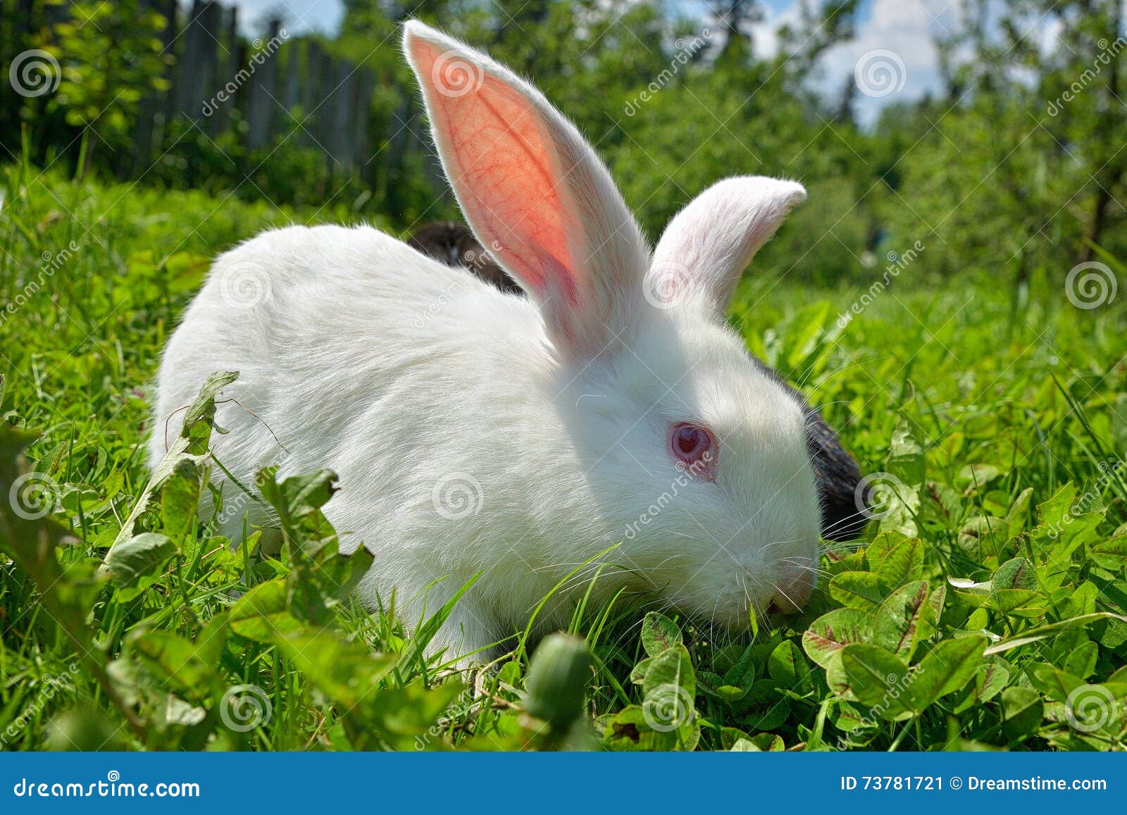 Rabbits on green grass stock image. Image of white, isolated - 73781721