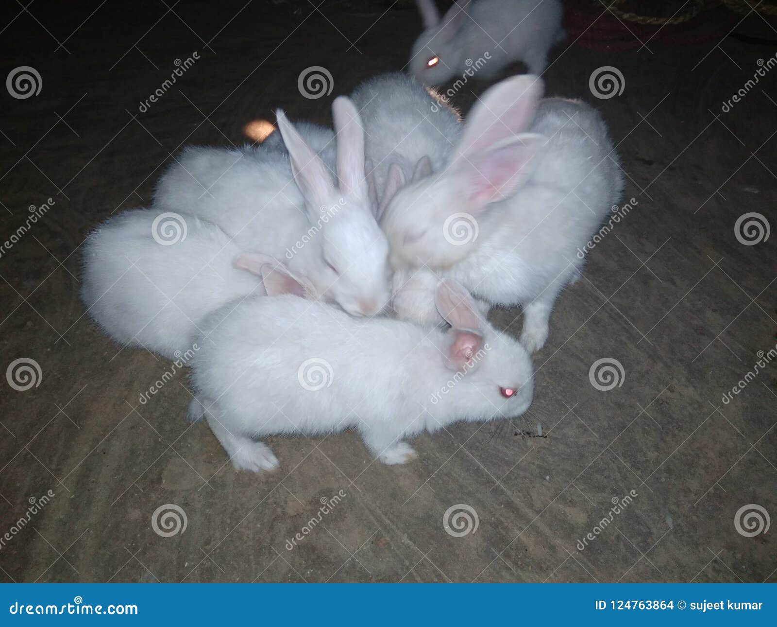 Rabbits stock photo. Image of groop, lovely, village - 124763864