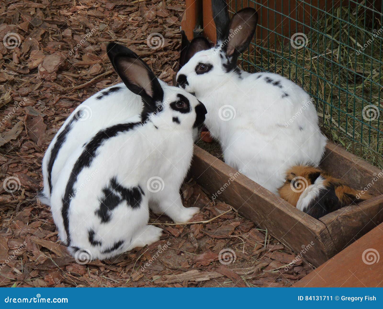 Rabbits and guinea pig stock image. Image of beautiful - 84131711