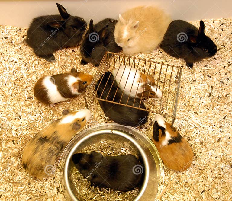 Rabbits and guinea pigs stock photo. Image of hare, bunny - 2170136