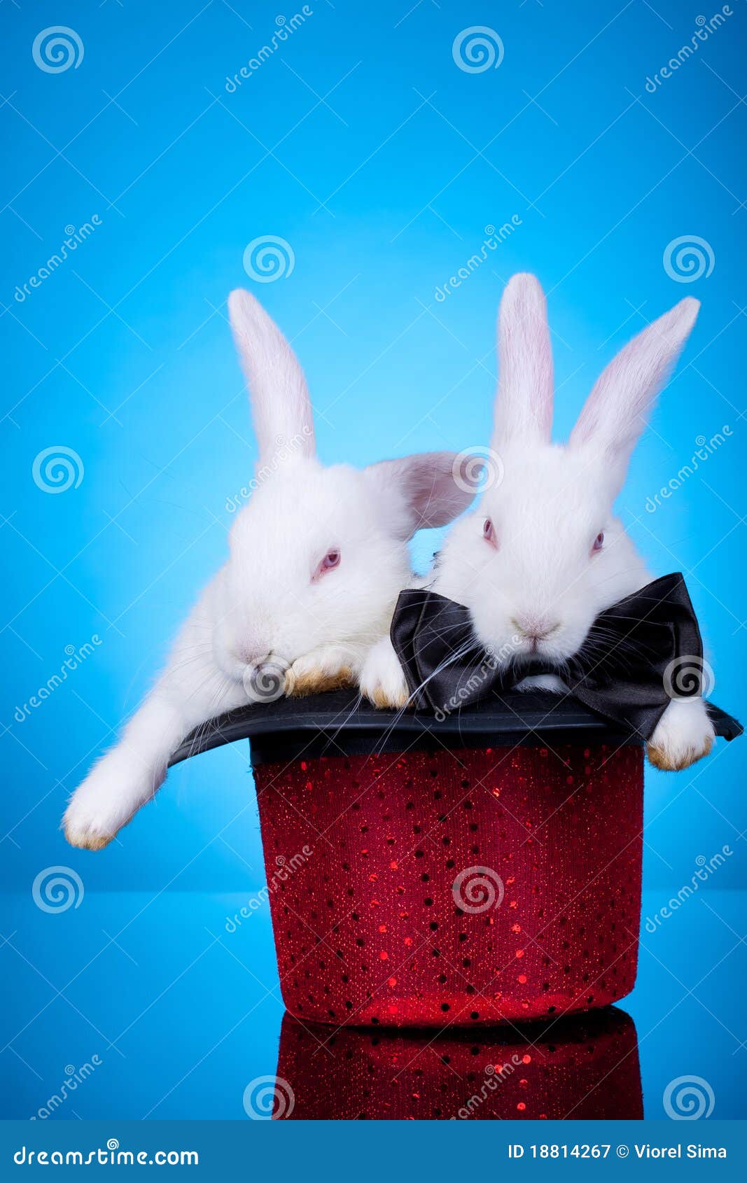 Rabbits in a hat stock image. Image of love, farm, small - 18814267