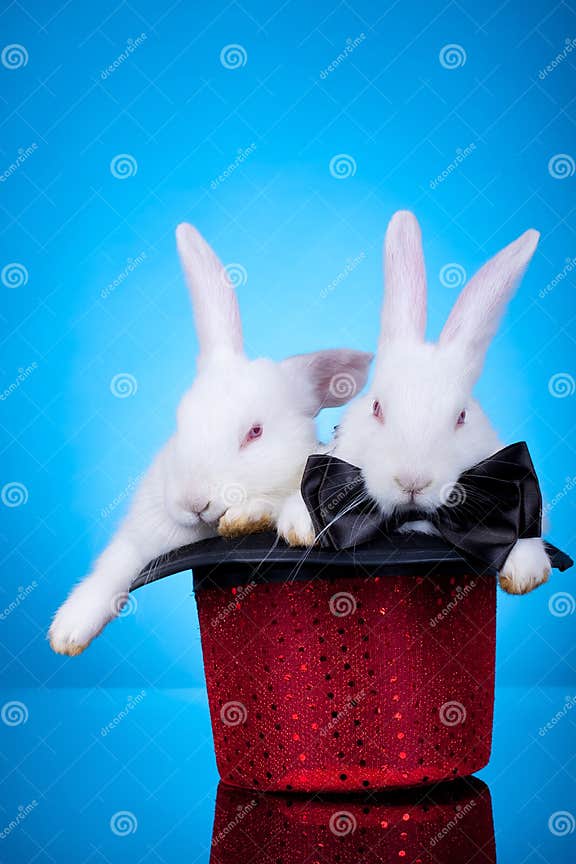 Rabbits in a hat stock image. Image of love, farm, small - 18814267