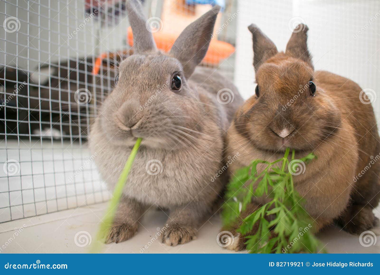 Rabbits having dinner full stock image. Image of wild - 82719921