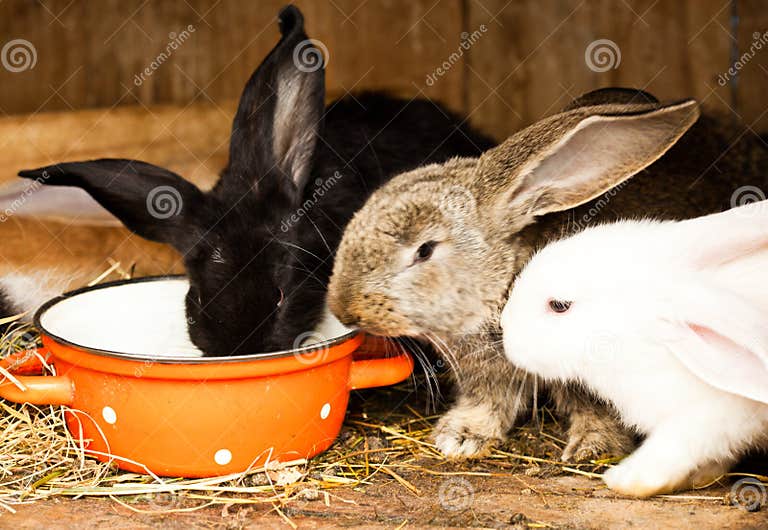 Rabbits hutch stock image. Image of cuddle, feeder, agricultural - 25183001