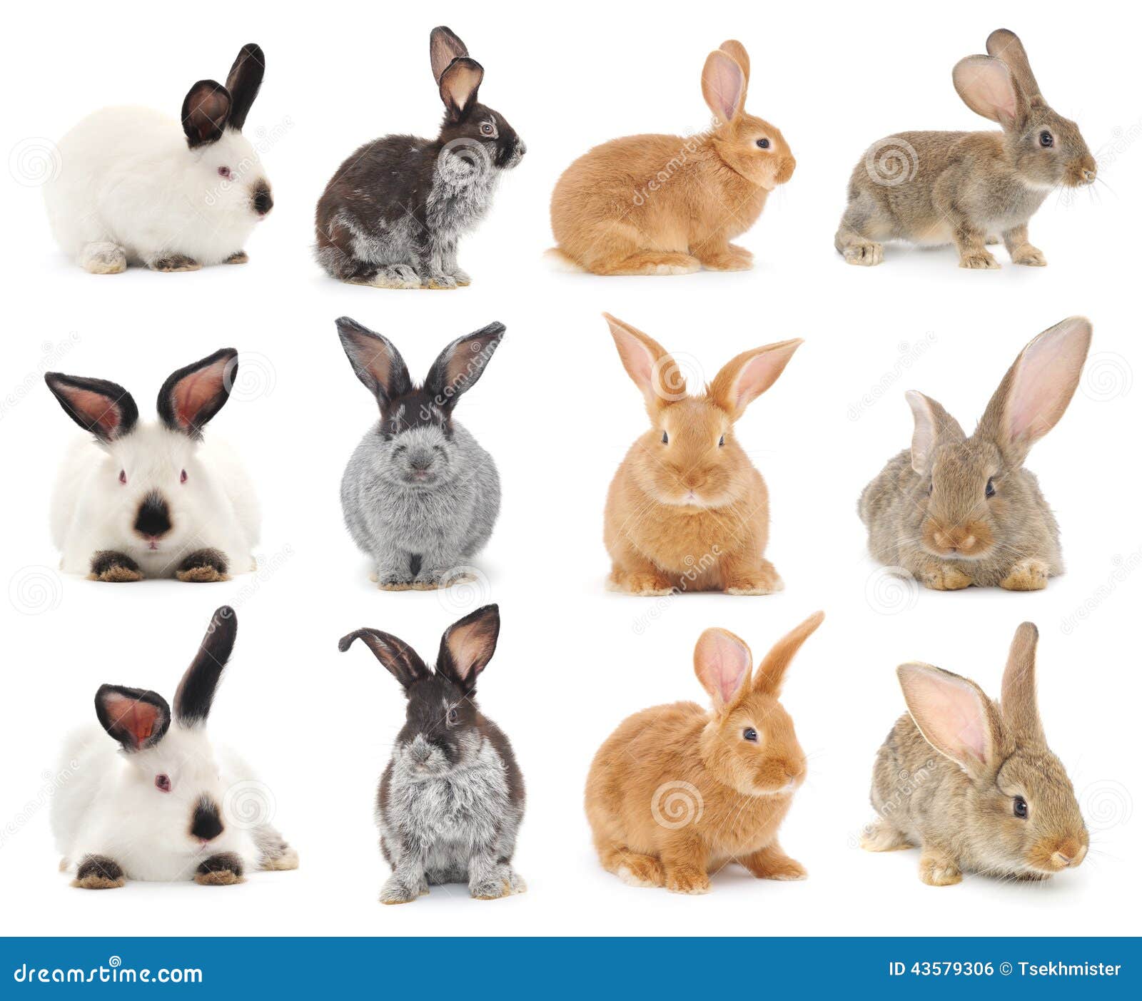 Rabbits stock photo. Image of sitting, studio, rabbit - 43579306