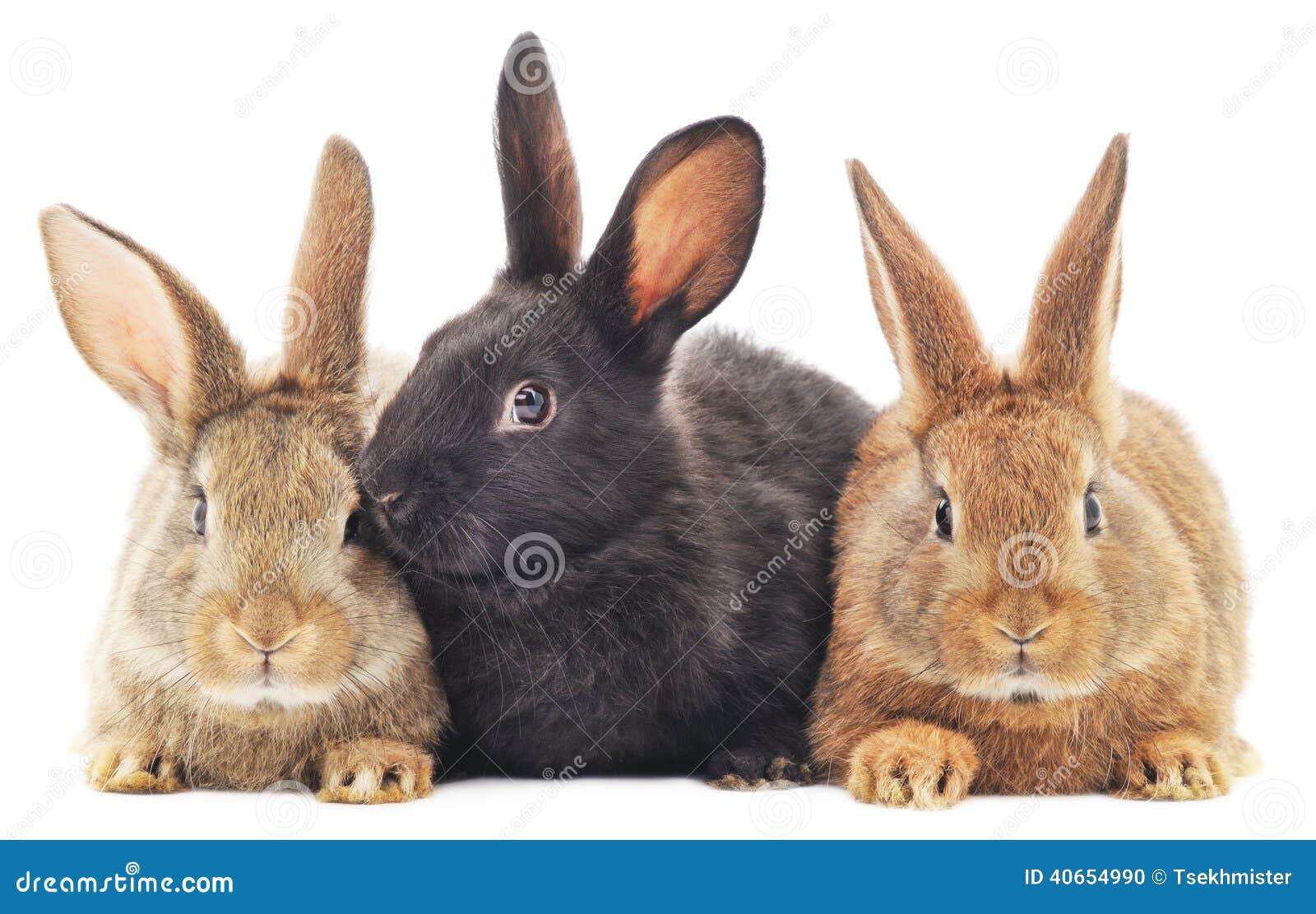 Rabbits stock photo. Image of brown, small, pets, isolated - 40654990