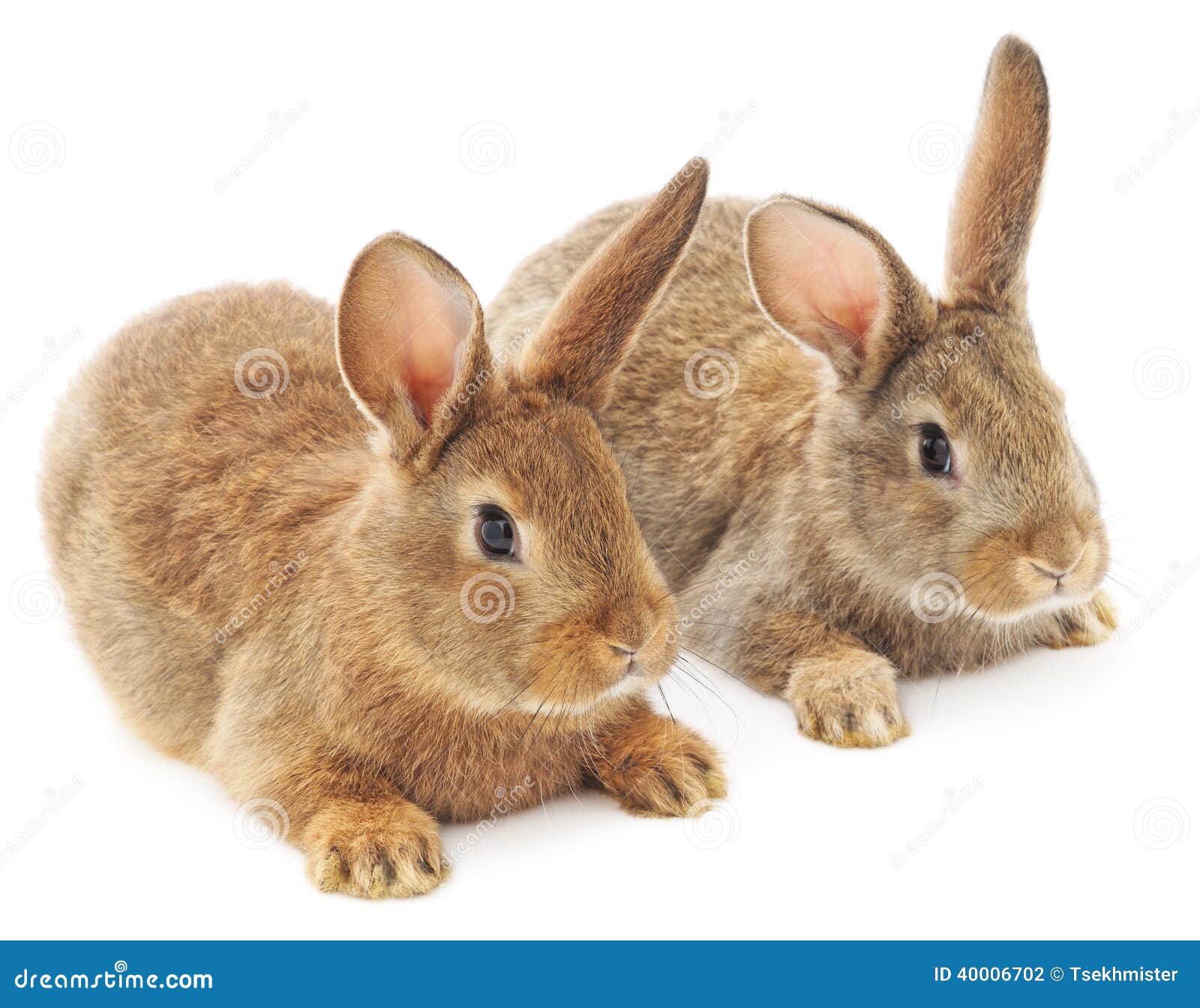 Rabbits stock photo. Image of mammals, small, cute, animals - 40006702