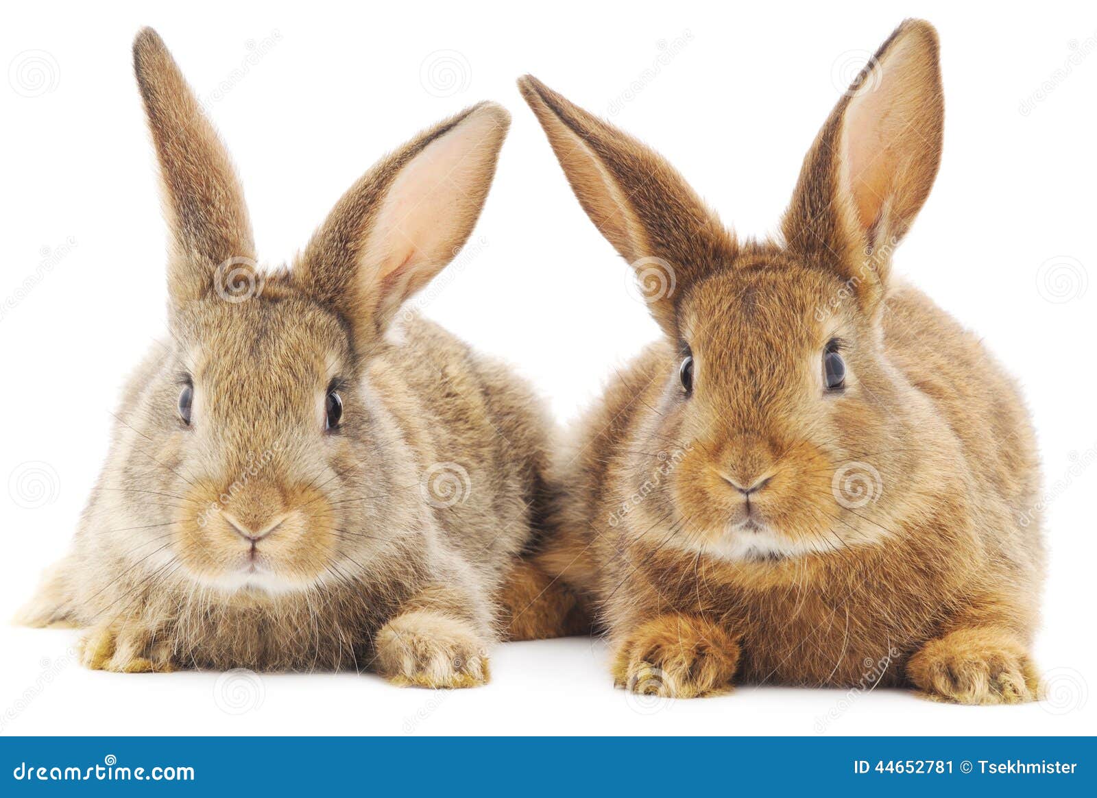 Rabbits stock image. Image of closeup, bunny, small, cute - 44652781
