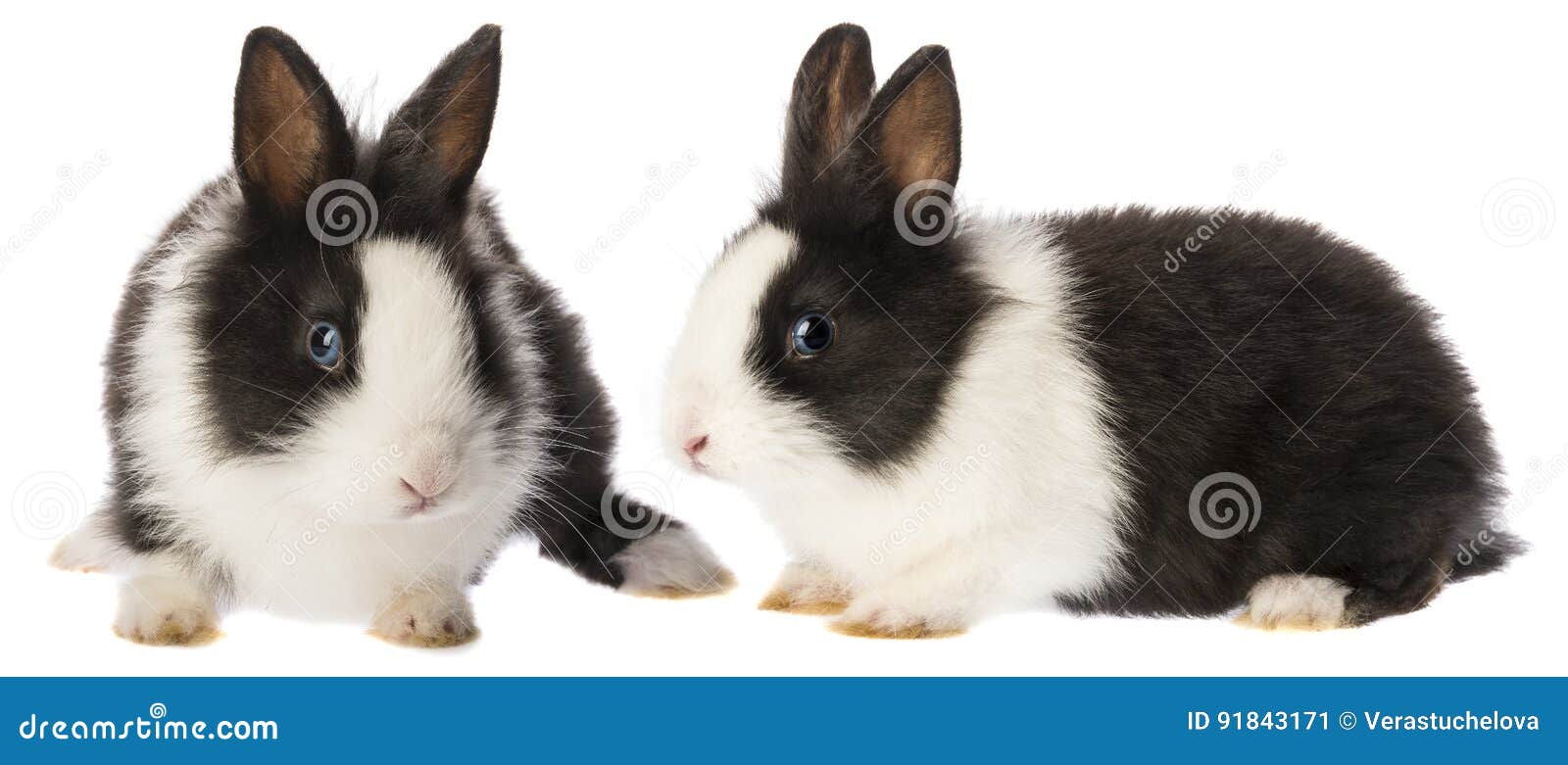 Rabbits stock image. Image of rabbit, isolation, seasonal - 91843171