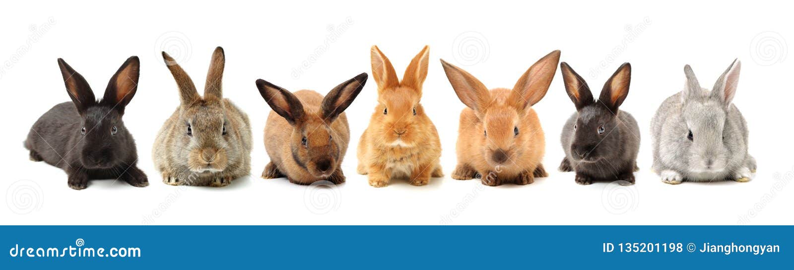 Rabbits stock photo. Image of color, background, arranged - 135201198