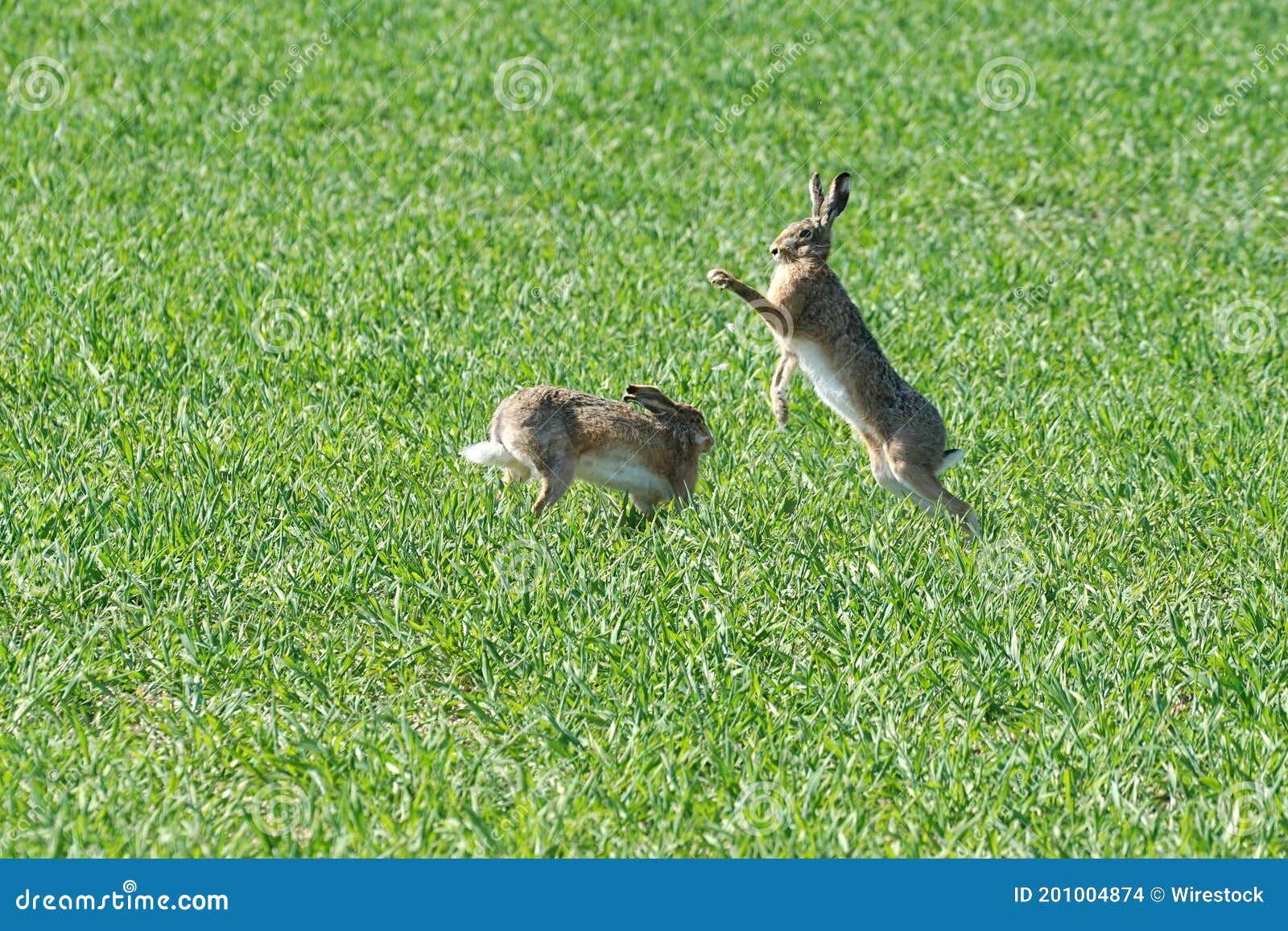 Rabbits Jumping and Playing in a Field Covered in the Grass Under the ...